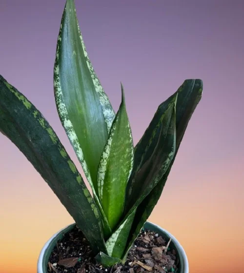 19 Snake Plant Varieties with Names and Pictures